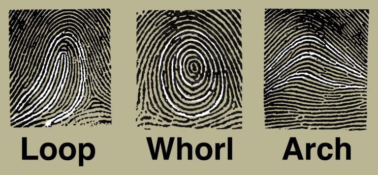 When Do Babies Develop Fingerprints? - How Are Fingerprints Formed?