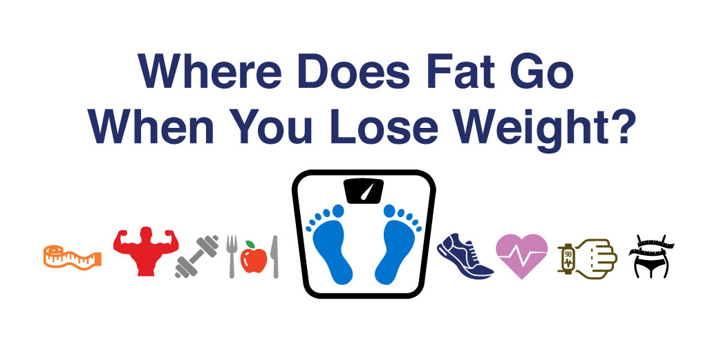 Where Does Fat Go When You Lose Weight? - Body Fat is Converted into...