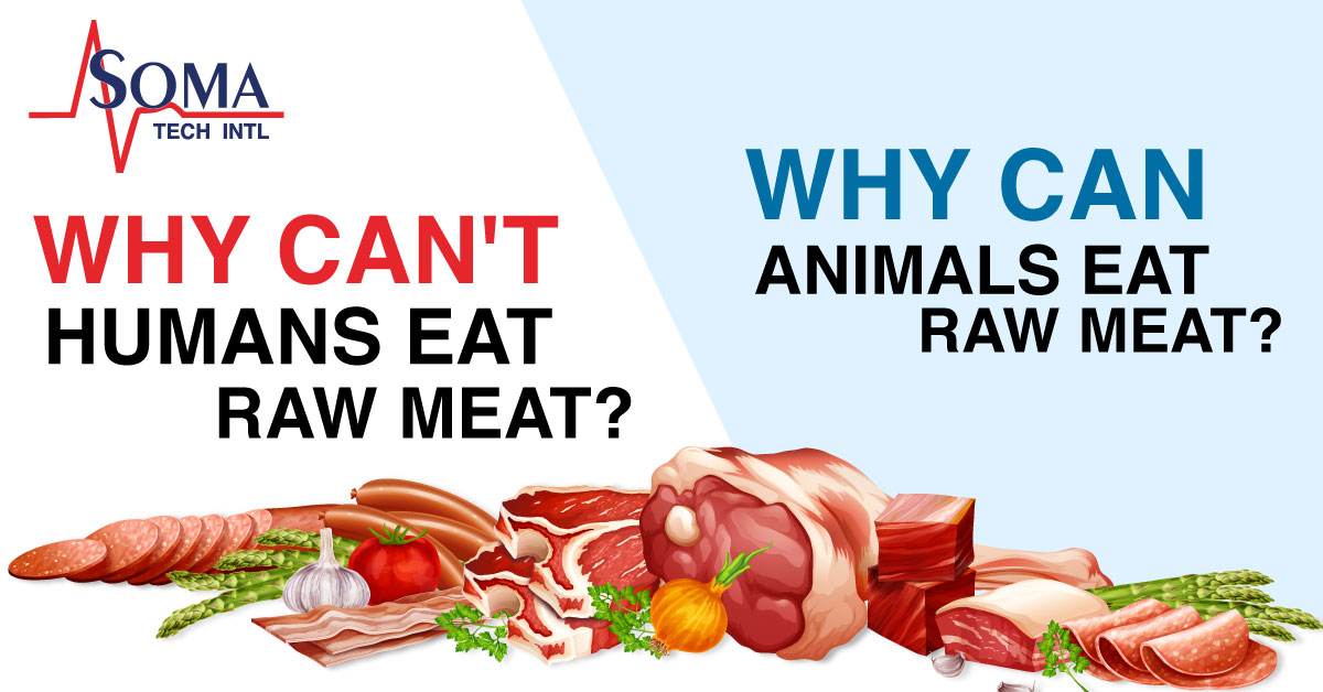 Why CAN'T humans eat raw meat? | Why CAN animals eat raw meat?